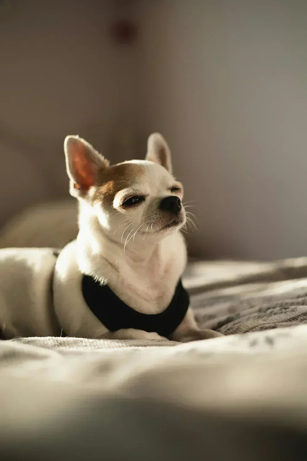 Dog Bloating: Why It Happens and When to Worry – Noora
