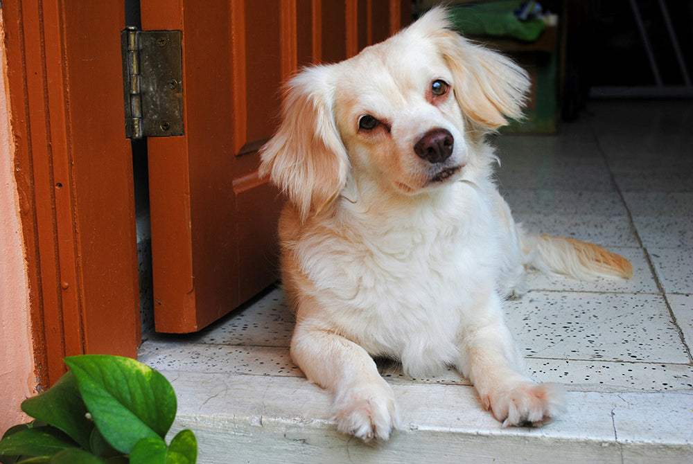 Using Kaopectate for Dogs: A Safe Way to Manage Digestive Distress and ...