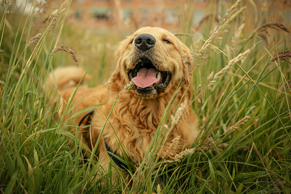 Kefir for Dogs: The Probiotic Superfood for Digestive and Immune Healt ...