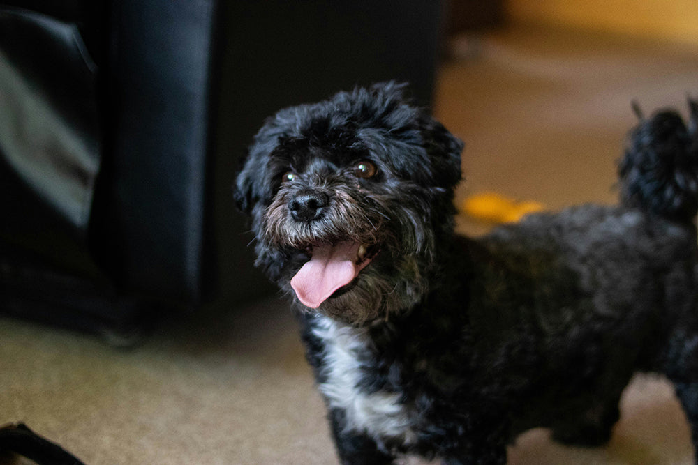 Magnesium Citrate for Dogs: A Vital Nutrient for Your Dog's Heart and ...