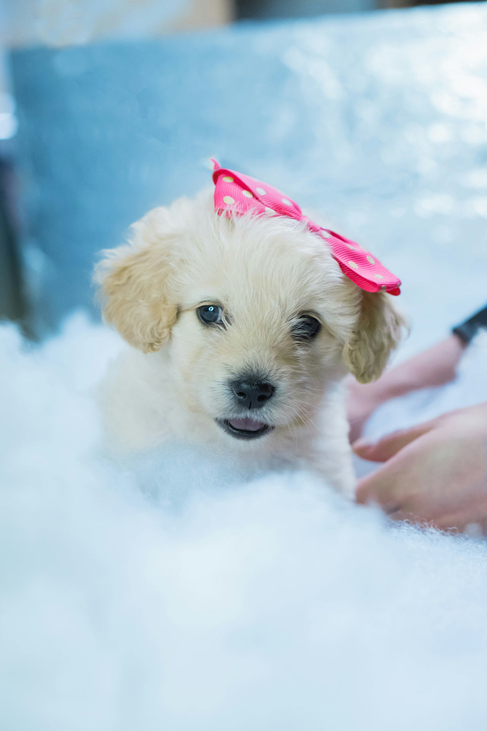 Dog Has Dry Flaky Skin? Vet-Approved Seborrhea Treatment Guide (Stop B ...