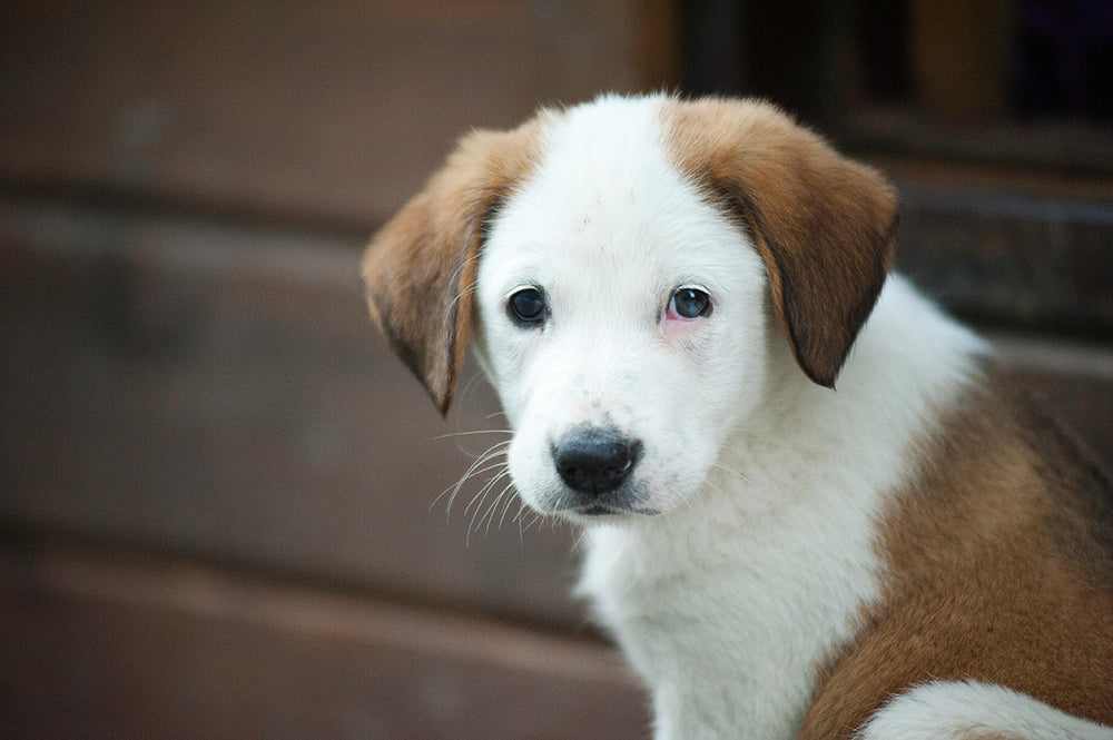 Understanding Flank Alopecia in Dogs: Causes, Treatments, and Preventi ...