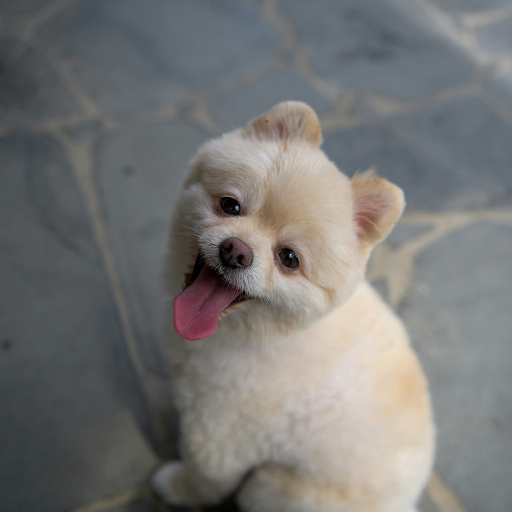 Signs of Parvo in Dogs & Emergency Care: How to Treat Parvo at the Vet ...