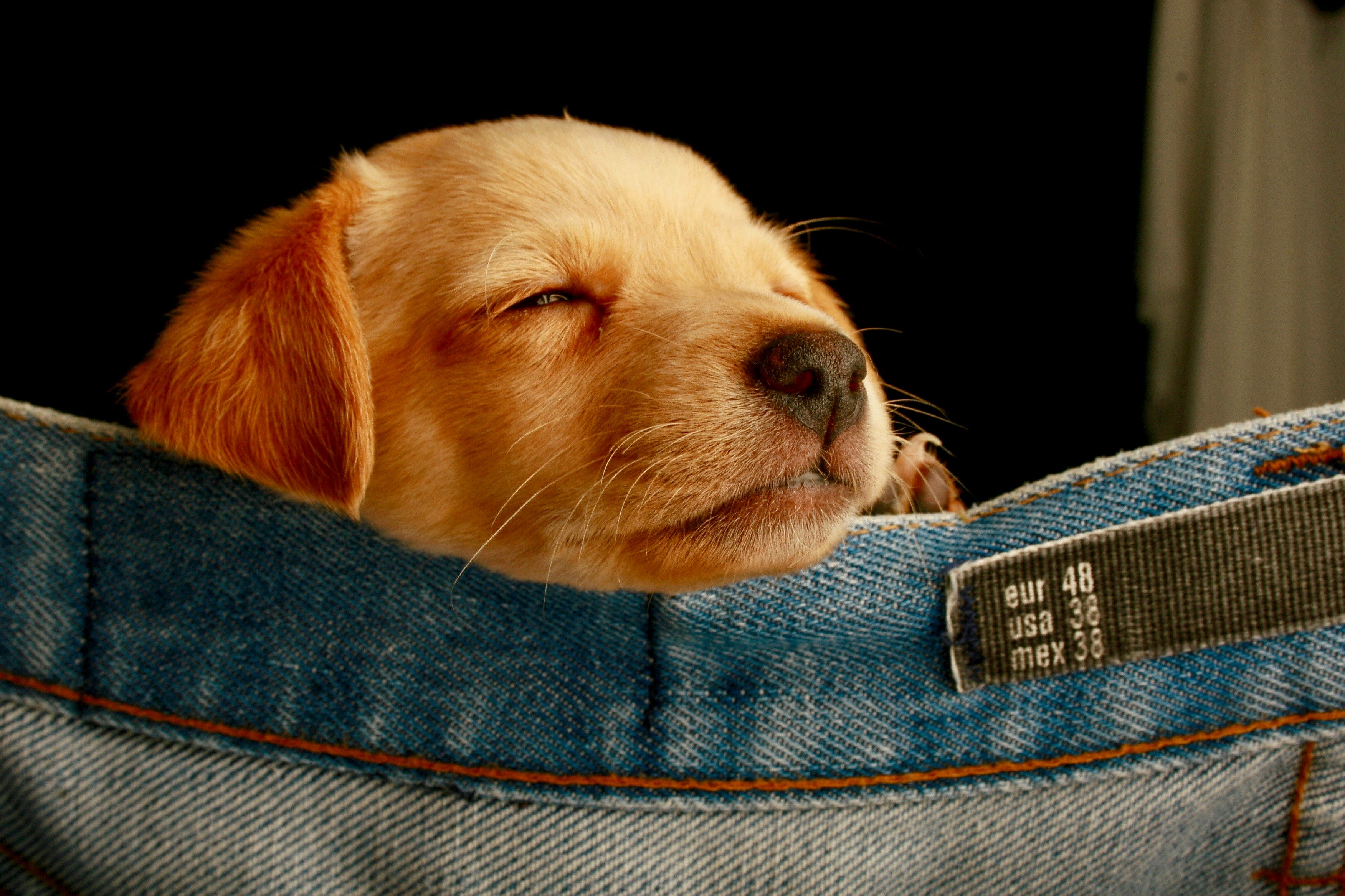Muscle Atrophy in Dogs： Main Causes, Treatments and Daily Prevention ...