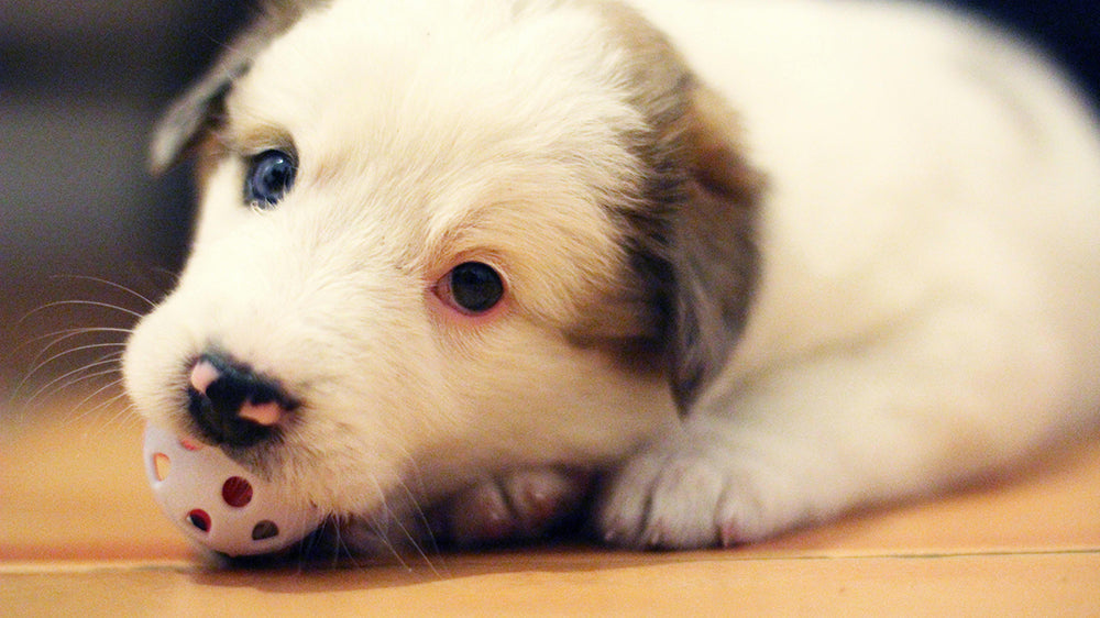 Kaolin Pectin for Dogs: The Ultimate Solution to Soothe Upset Stomachs ...