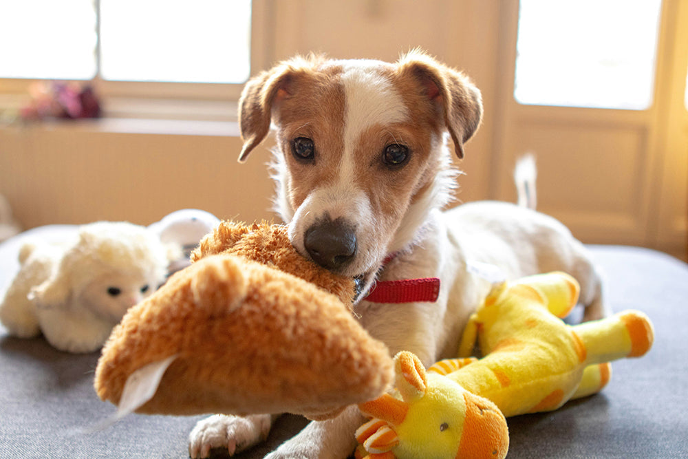 Canine Red Cell Benefits, Side Effects & Safety Guide for Dog Owners ...