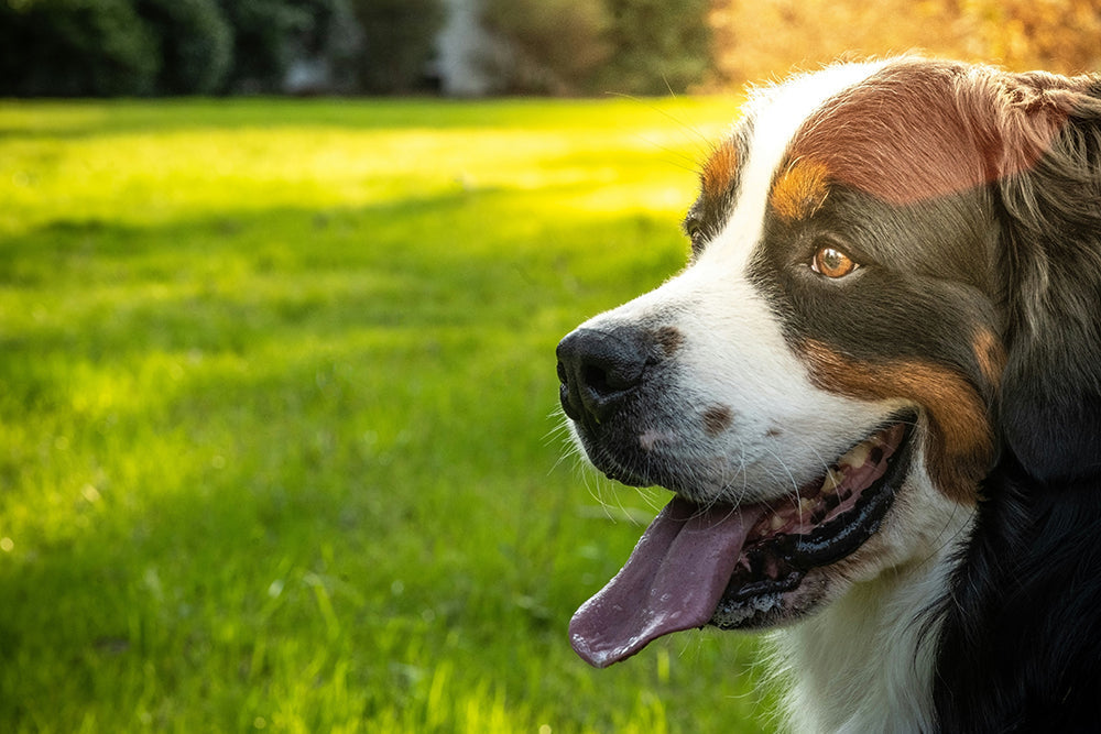 Reflux Disease in Dogs Symptoms, Causes & Effective Treatments for Can ...