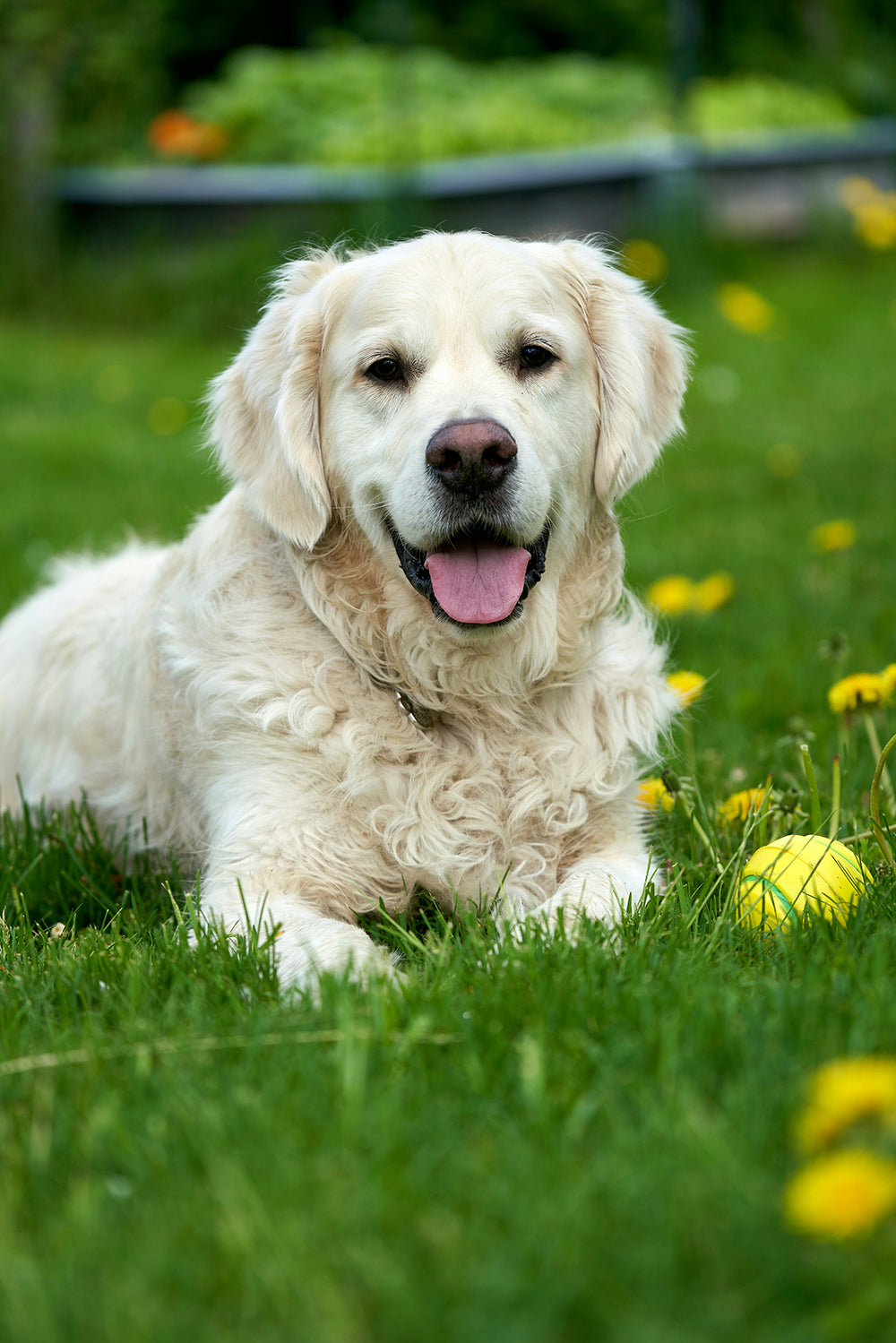 Dog Food for Skin Allergies Control Dander & Soothe Itchy Dogs Natural ...