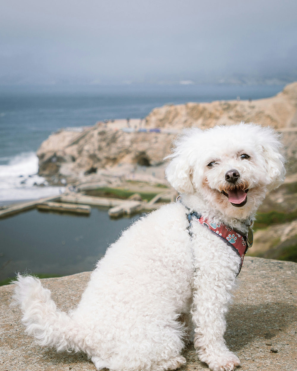 Maltese Skin Problems, Sores & Redness Causes & Vet Solutions – Noora