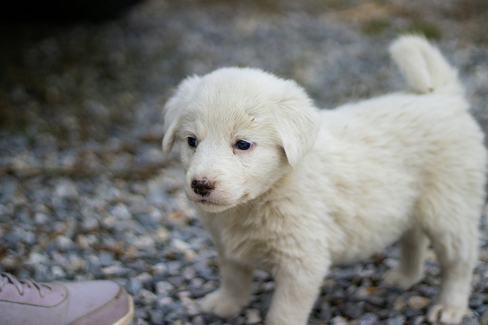 Zinc for Dogs: Benefits, Dosage & Vet-Approved Zinc Supplements – Noora